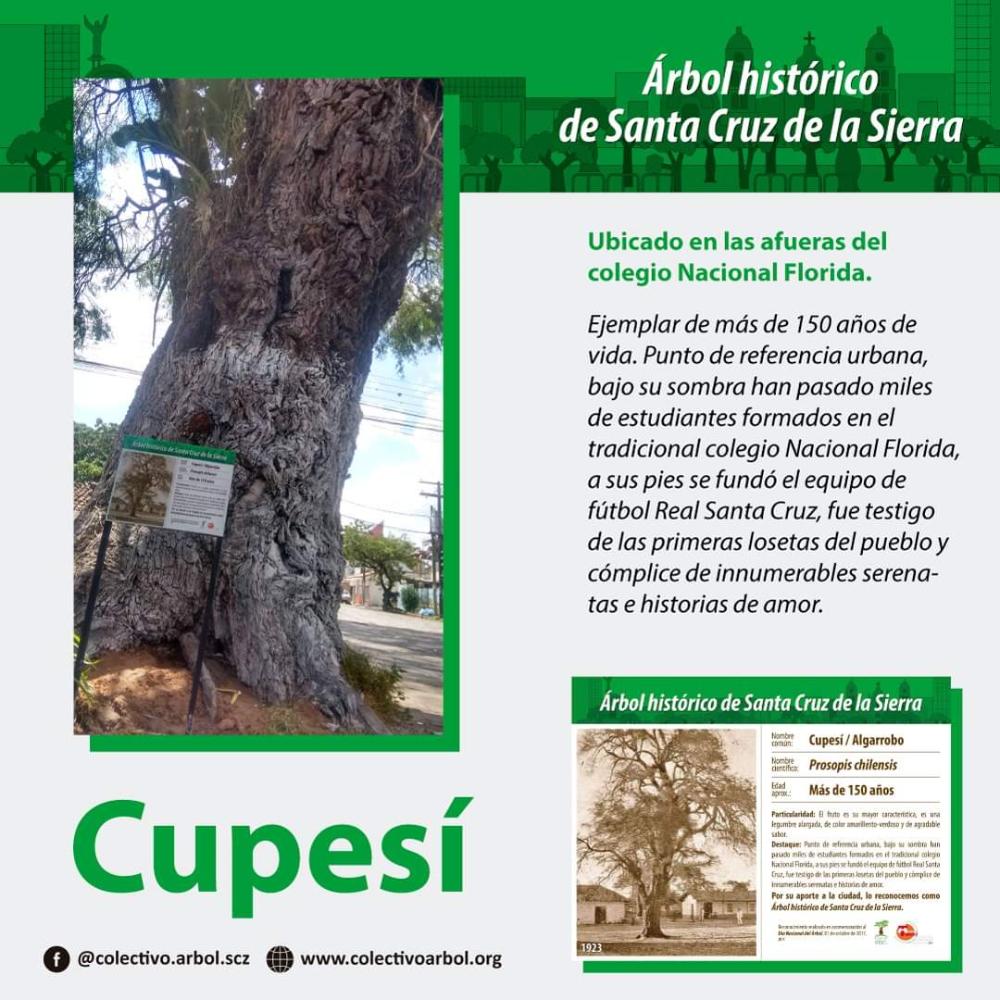 Especies Y Nombres De árboles De Florida
