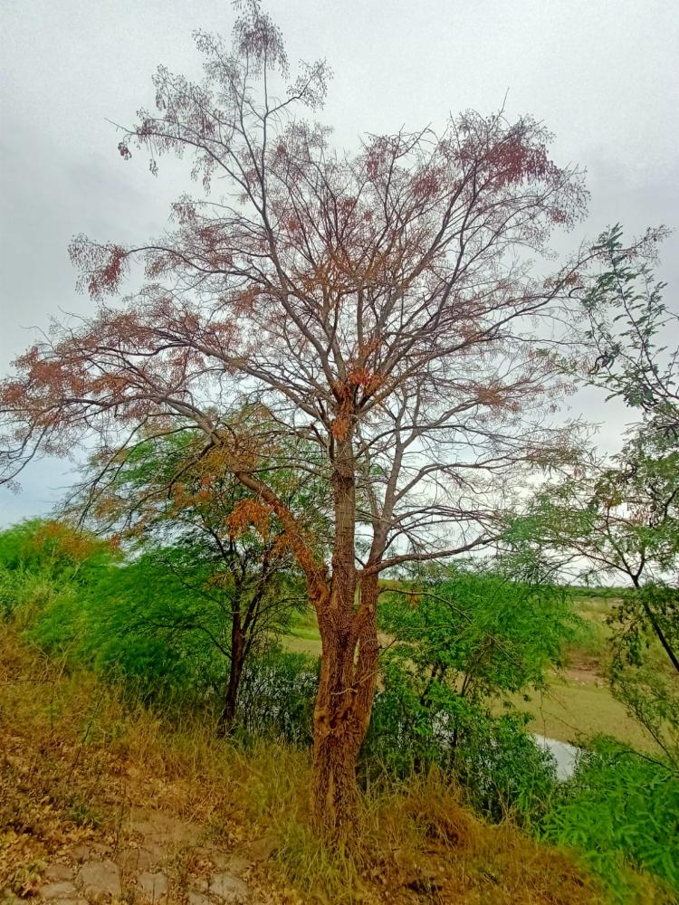 Ceibo - Gallo Gallitos en Flor | Gota del Chaco