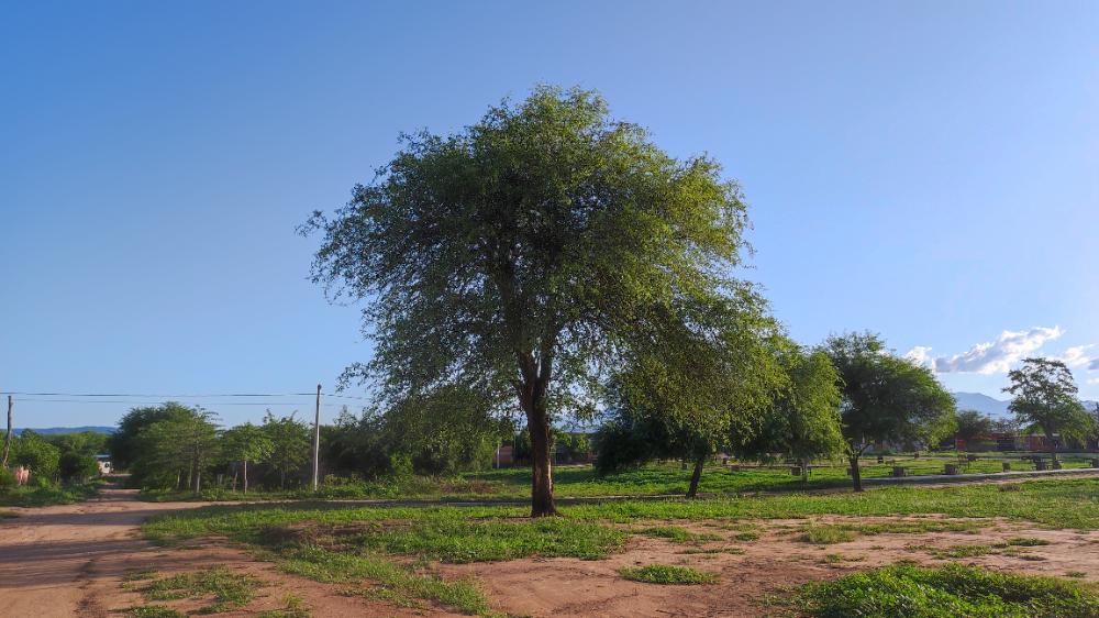 Mistol Cancha Los Chacos | Gota del Chaco
