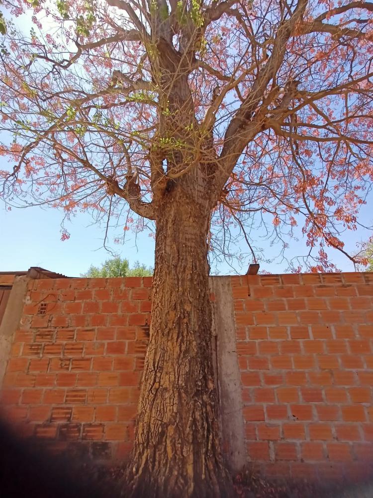 Ceibo - Gallo Gallitos en Flor | Gota del Chaco
