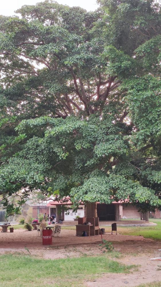 Pacará Legacy | Gota del Chaco