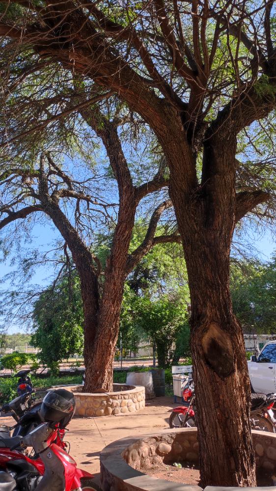Algarrobo Mayor Cerpi | Gota del Chaco