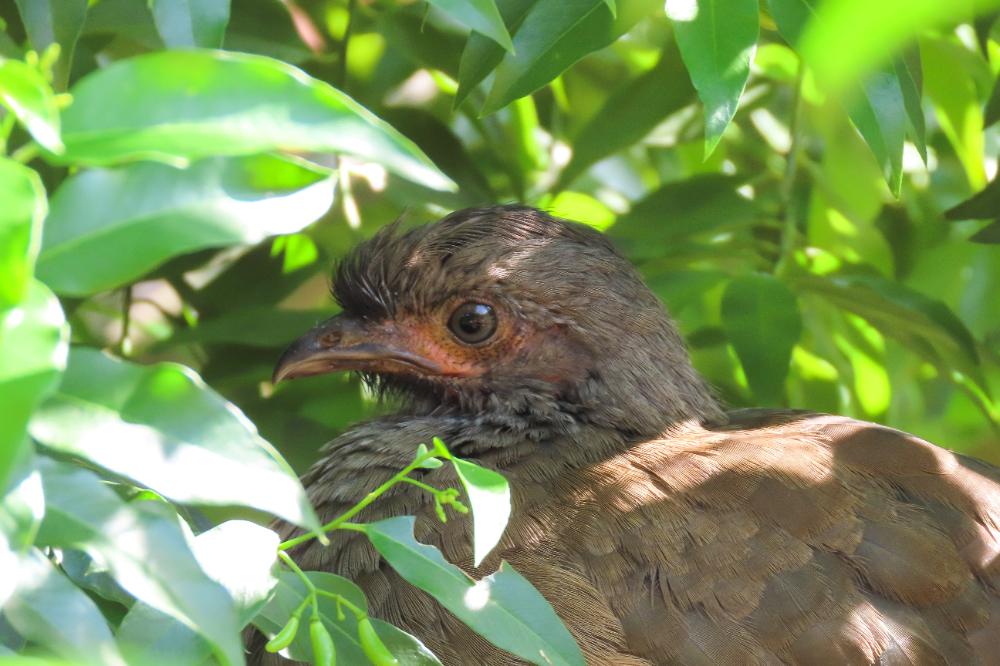 Charata | Gota del Chaco