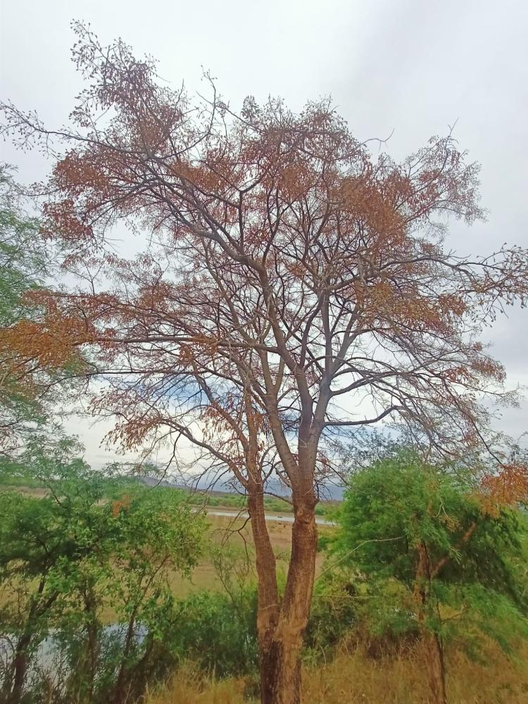 Ceibo - Gallo Gallitos en Flor | Gota del Chaco