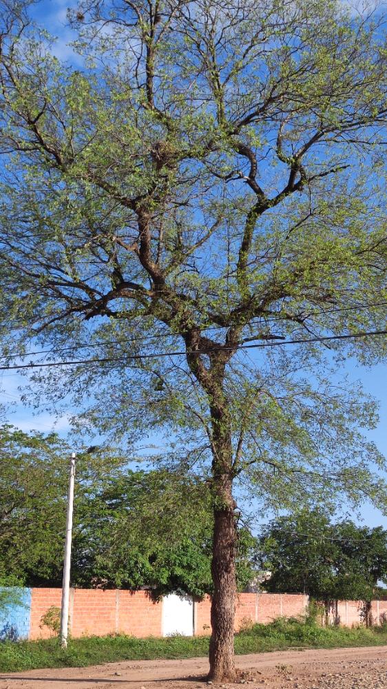 Quebracho Colorado Av. Industrial | Gota del Chaco