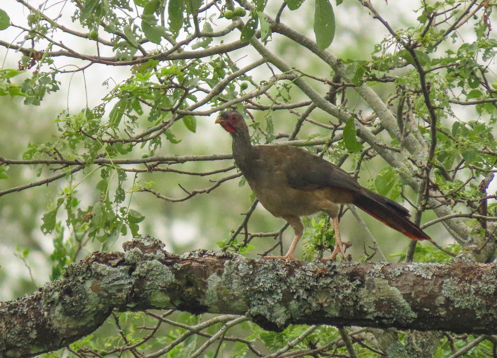 Charata | Gota del Chaco