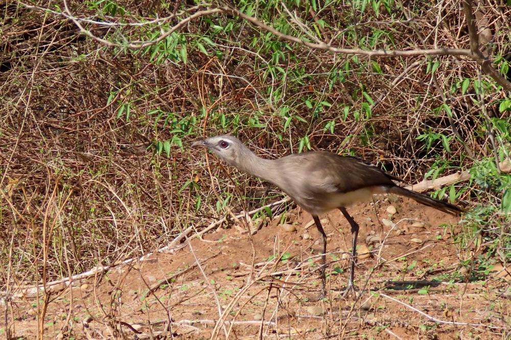 Chuña pata negra | Gota del Chaco
