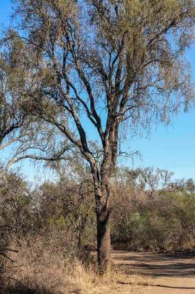 Quebracho blanco | Gota del Chaco