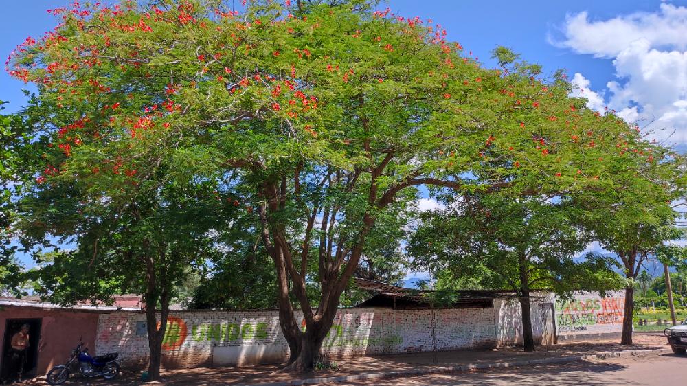 Pajarilla Av. Periférica | Gota del Chaco