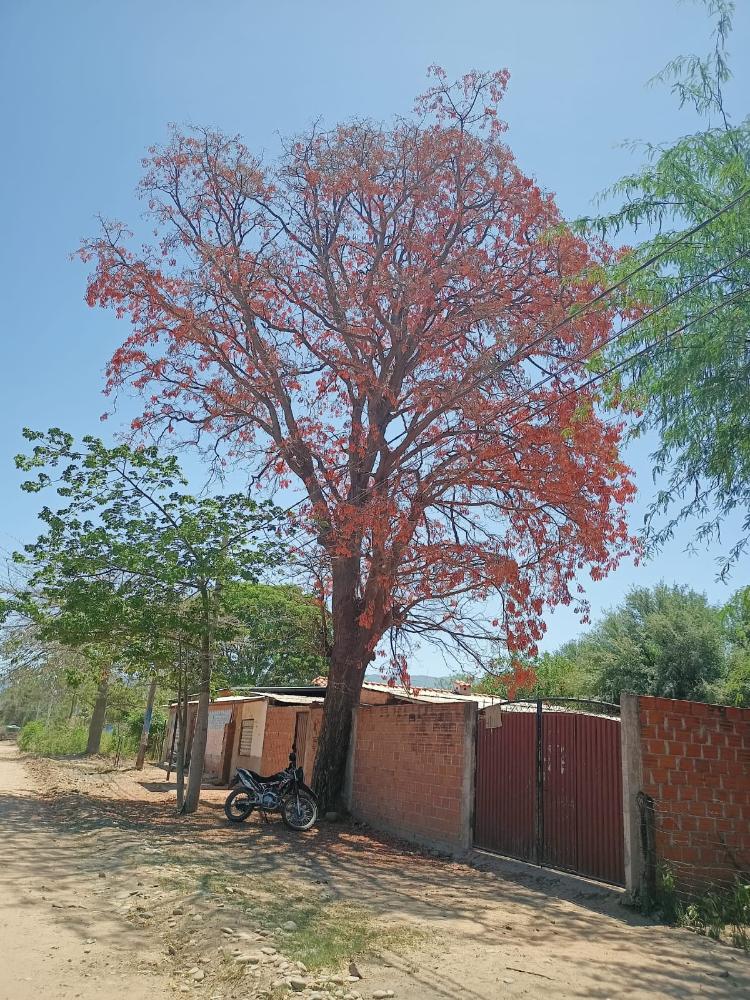 Ceibo - Gallo Gallitos en Flor | Gota del Chaco