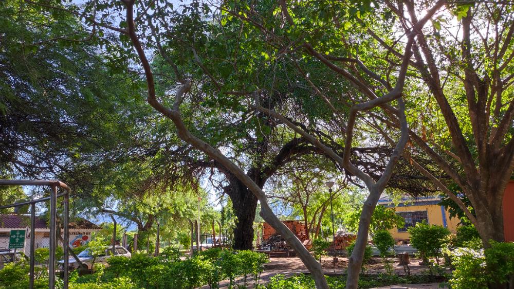 Algarrobo Mayor Cerpi | Gota del Chaco