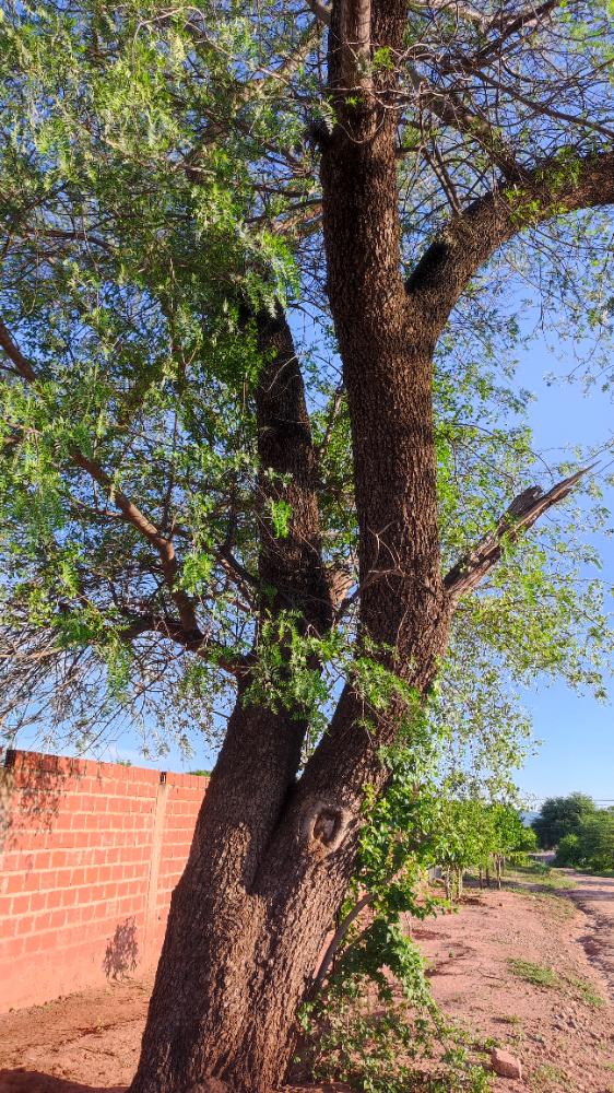 Quebracho Colorado Cancha Futbol | Gota del Chaco