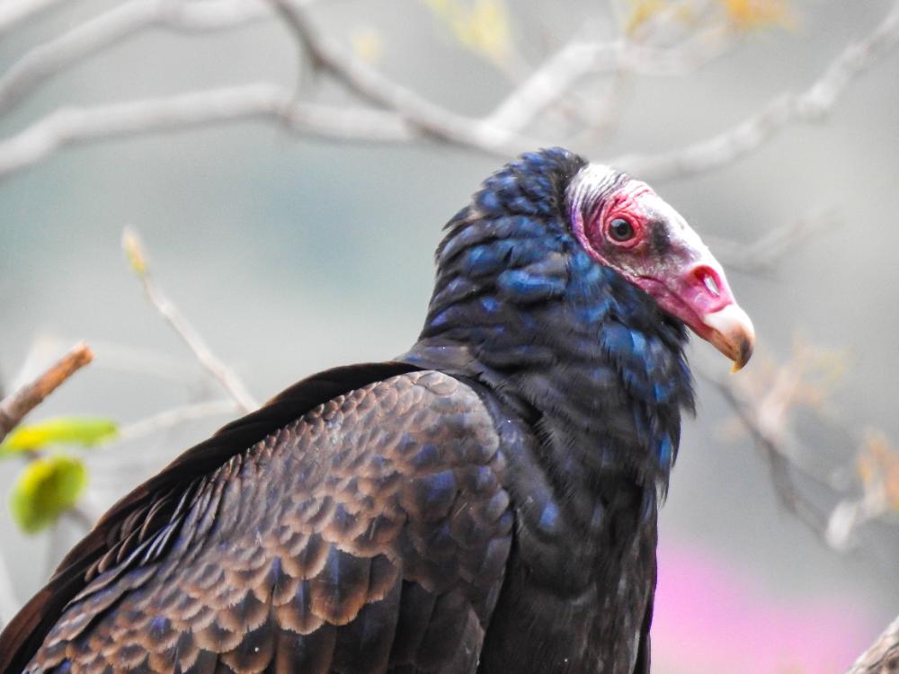 Palapala | Gota del Chaco