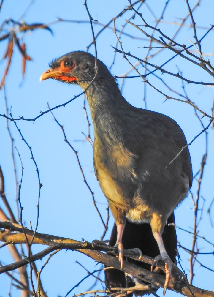 Charata | Gota del Chaco