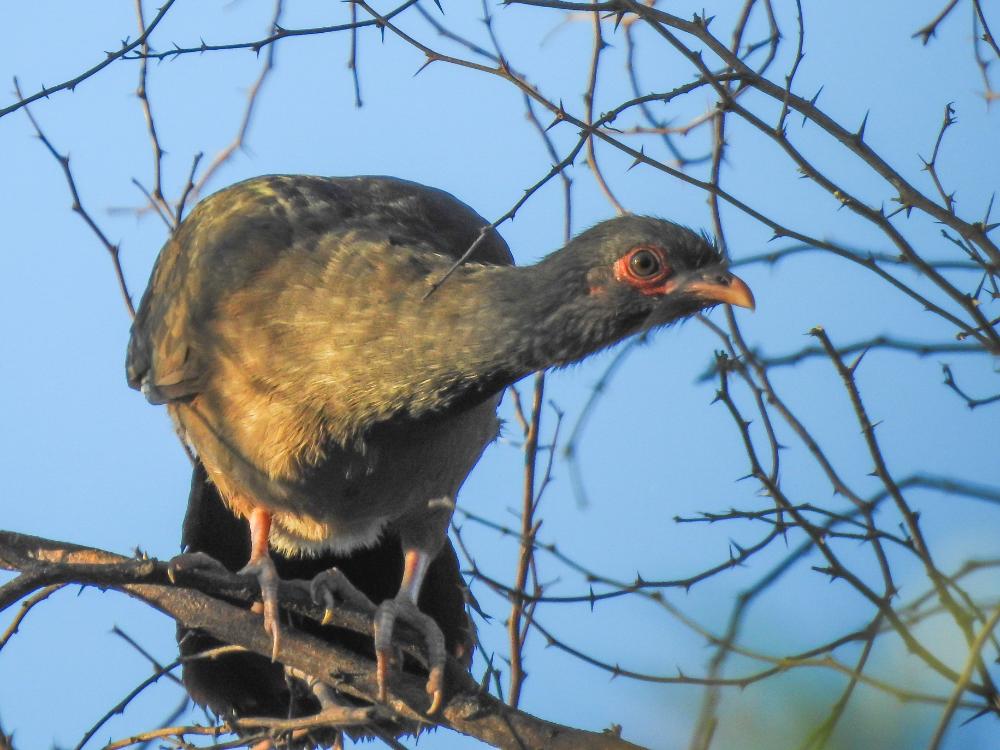 Charata | Gota del Chaco