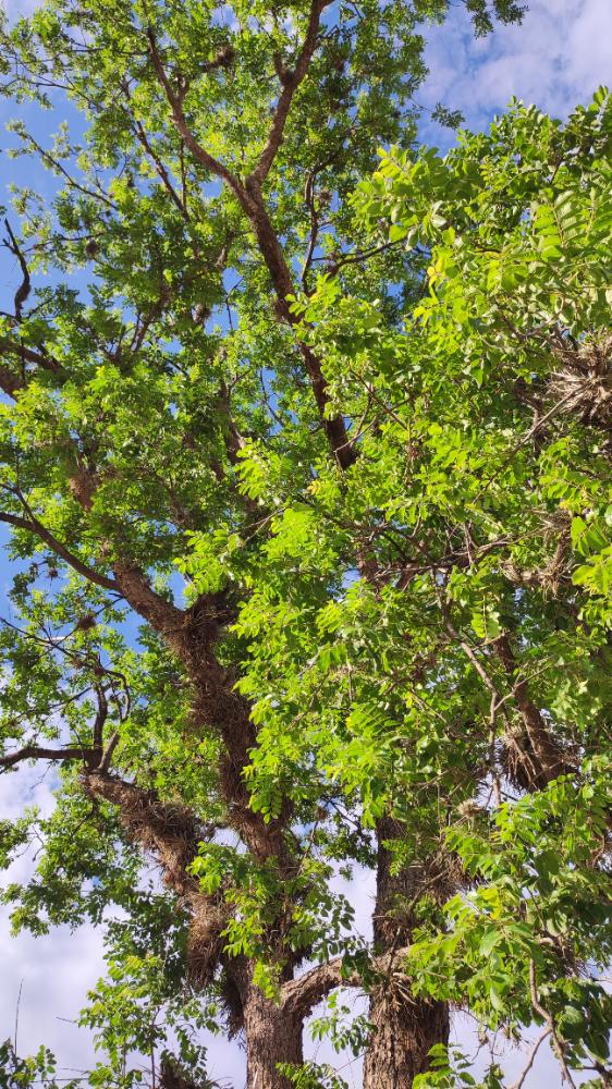 Palo Cuchi o Urundel Av. El Algarrobo | Gota del Chaco