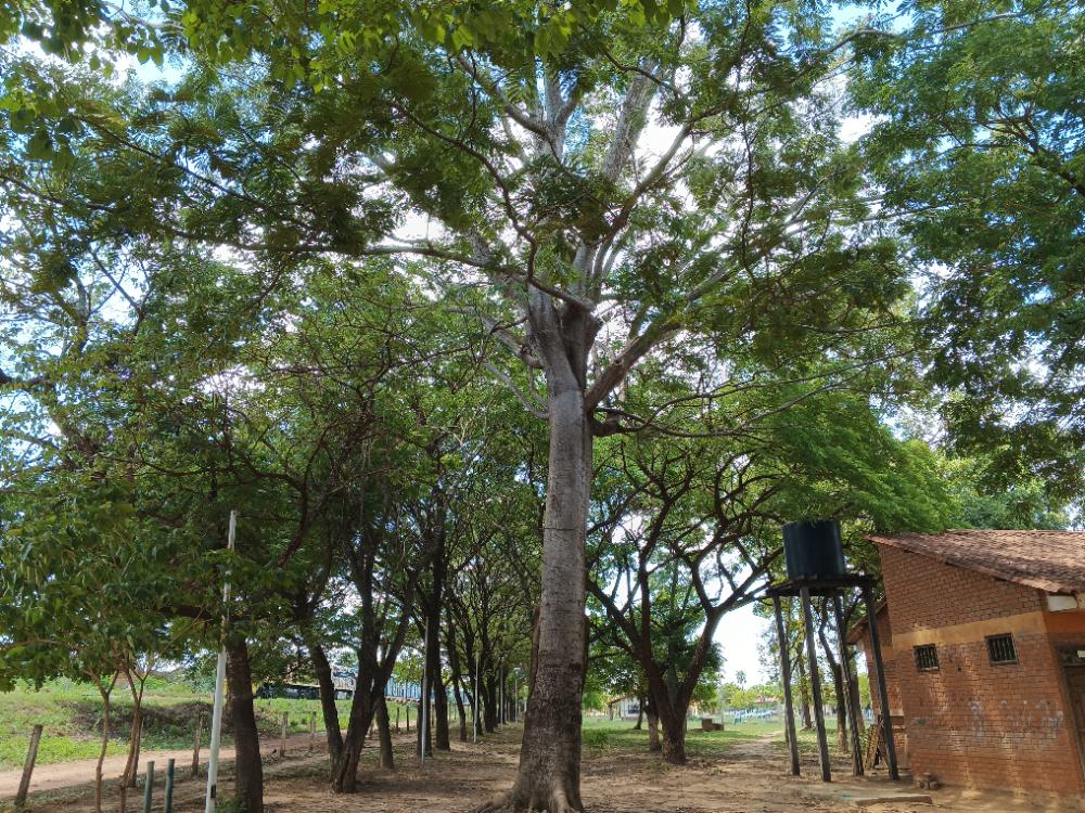 Serebó | Gota del Chaco