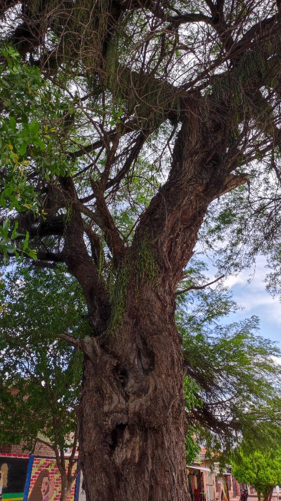 Algarrobo C/ Ismael Montes | Gota del Chaco