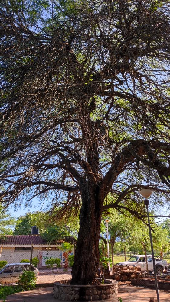 Algarrobo Mayor Cerpi | Gota del Chaco
