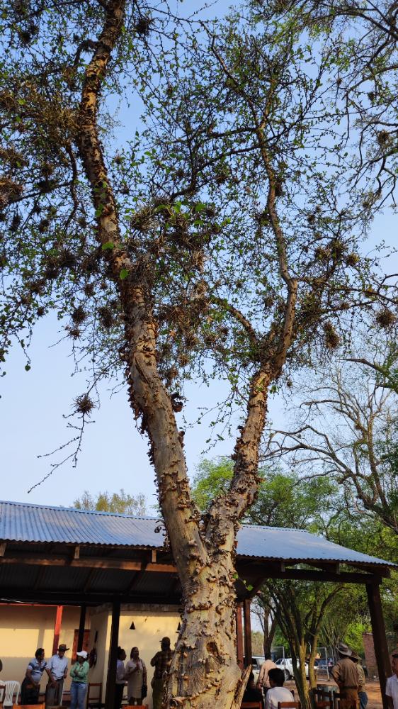 Duraznillo | Gota del Chaco