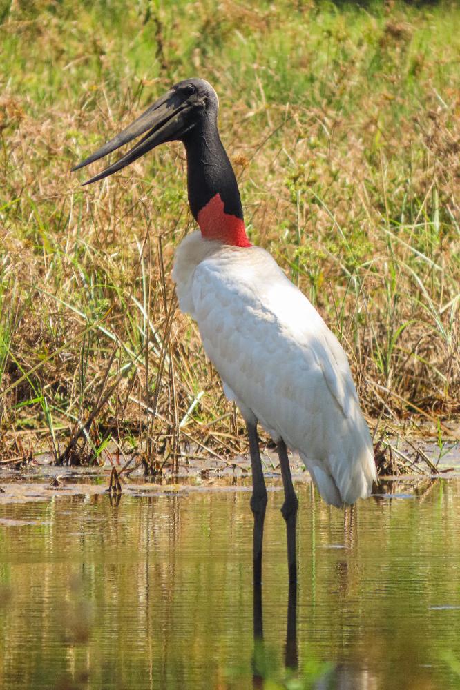 Yulo, Tuyuyú | Gota del Chaco