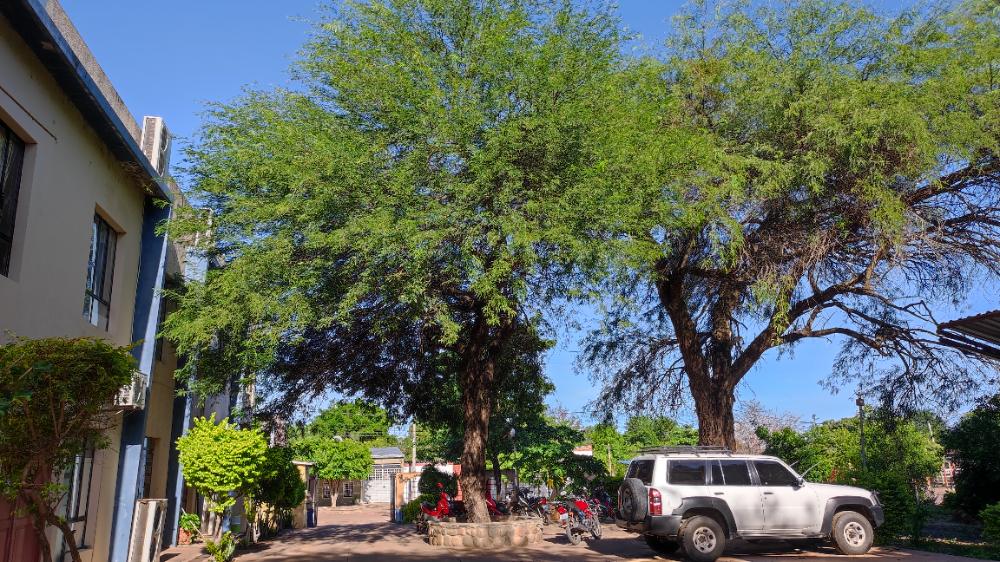 Algarrobo Mayor Cerpi | Gota del Chaco