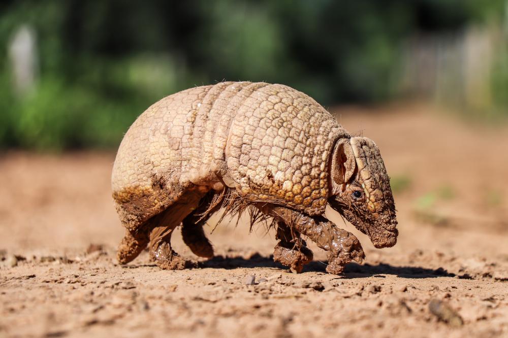 Quirquincho | Gota del Chaco