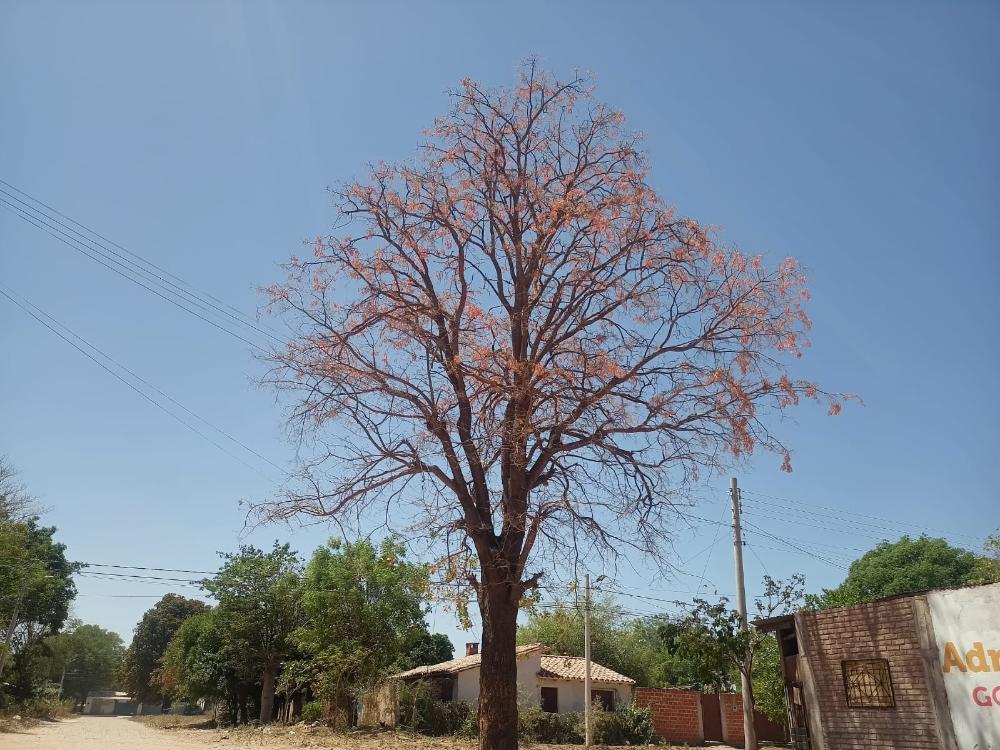 Ceibo - Gallo Gallitos en Flor | Gota del Chaco