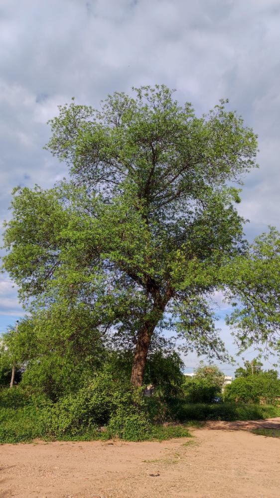 Quebracho Colorado Servisur | Gota del Chaco