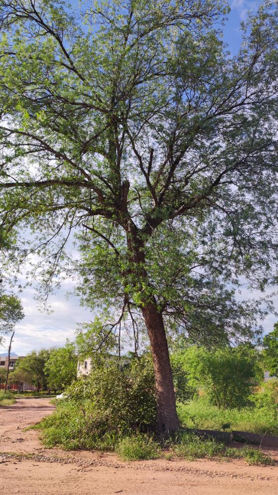 Quebracho Colorado Servisur | Gota del Chaco