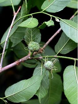Árbol de Mora | Gota del Chaco