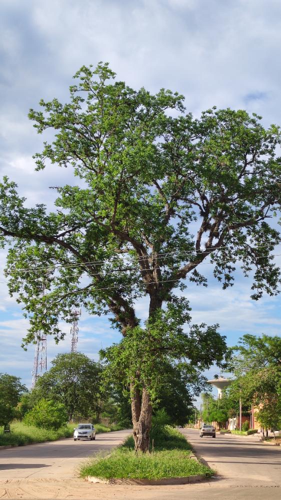Palo Cuchi o Urundel Av. El Algarrobo | Gota del Chaco
