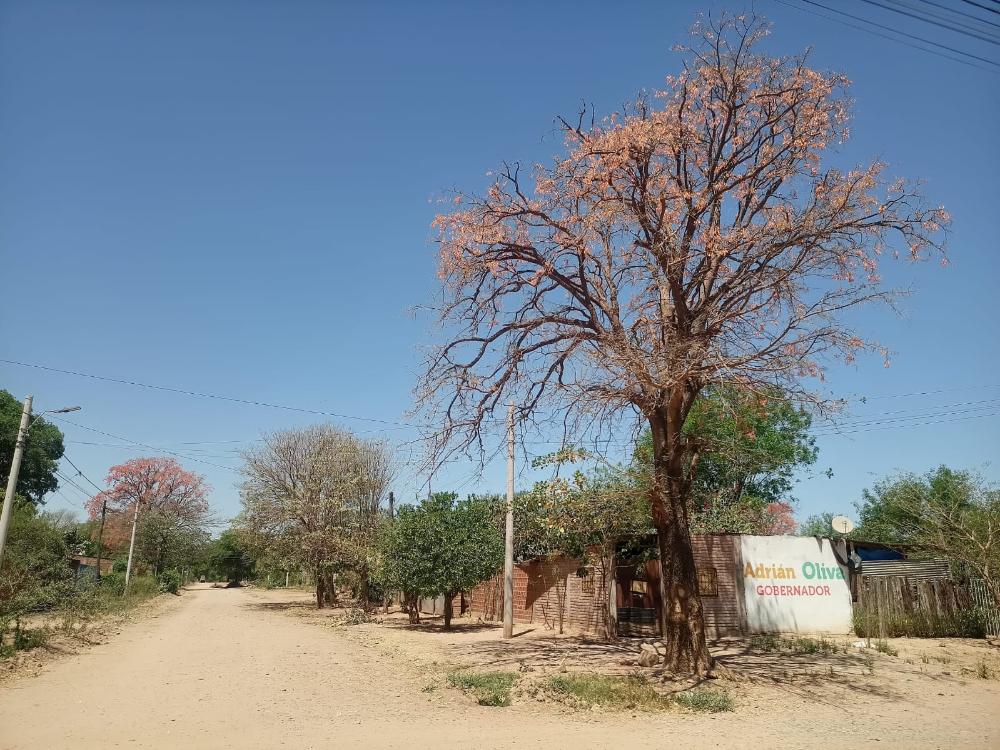Ceibo - Gallo Gallitos en Flor | Gota del Chaco