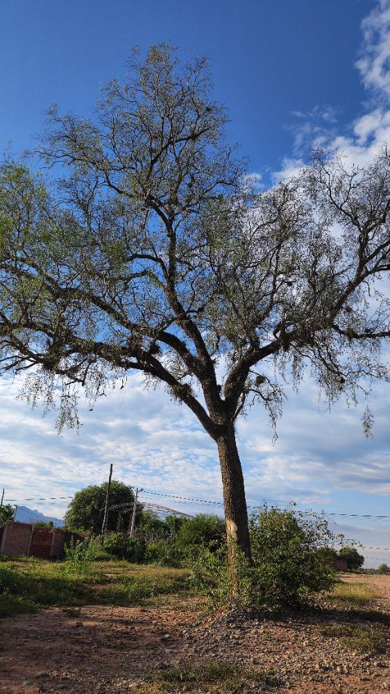 Quebracho Colorado Av. Industrial 2 | Gota del Chaco