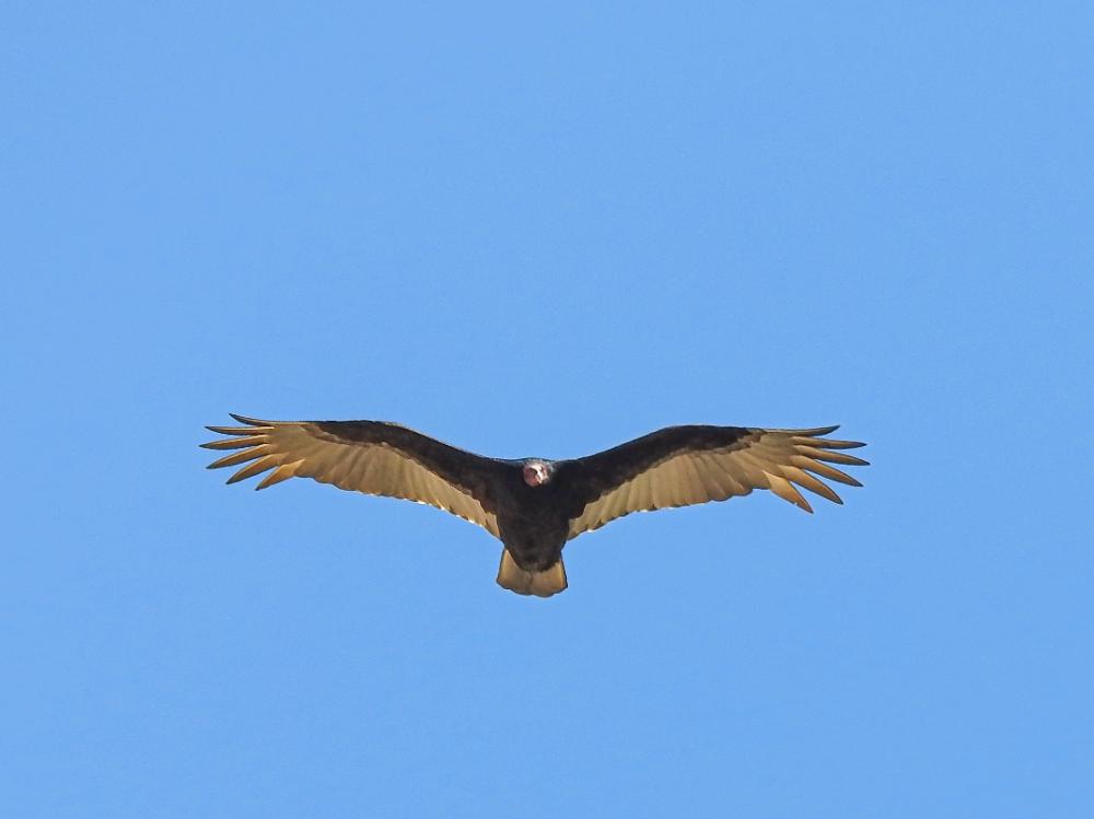 Palapala | Gota del Chaco