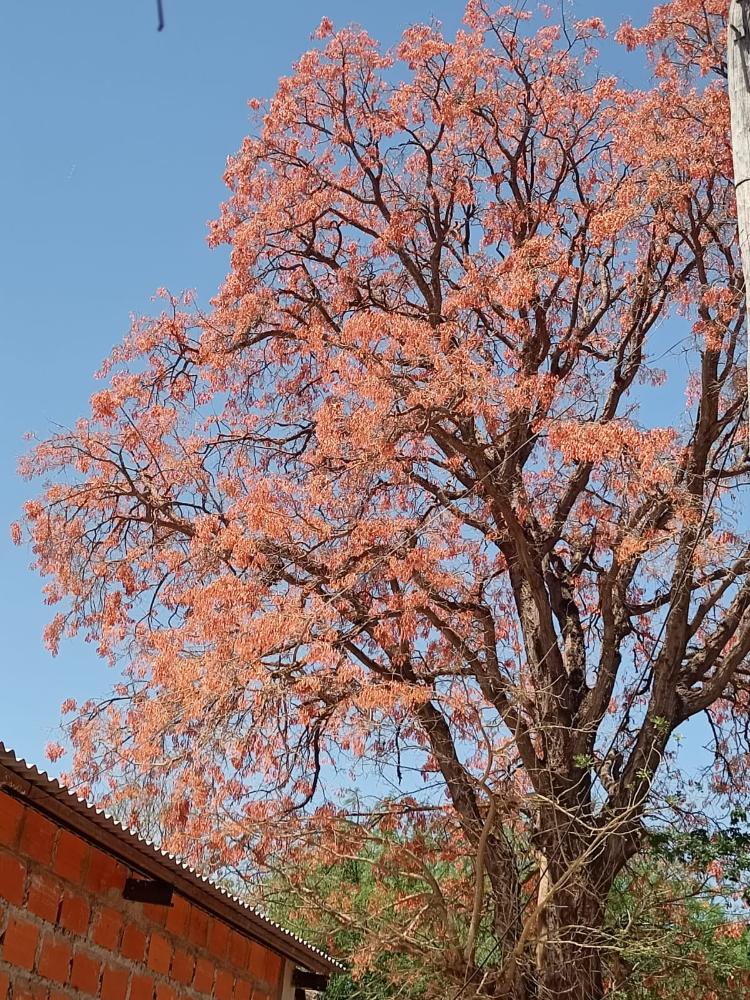 Ceibo - Gallo Gallitos en Flor | Gota del Chaco