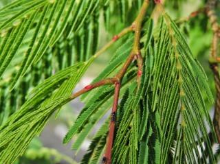 Cebil | Gota del Chaco