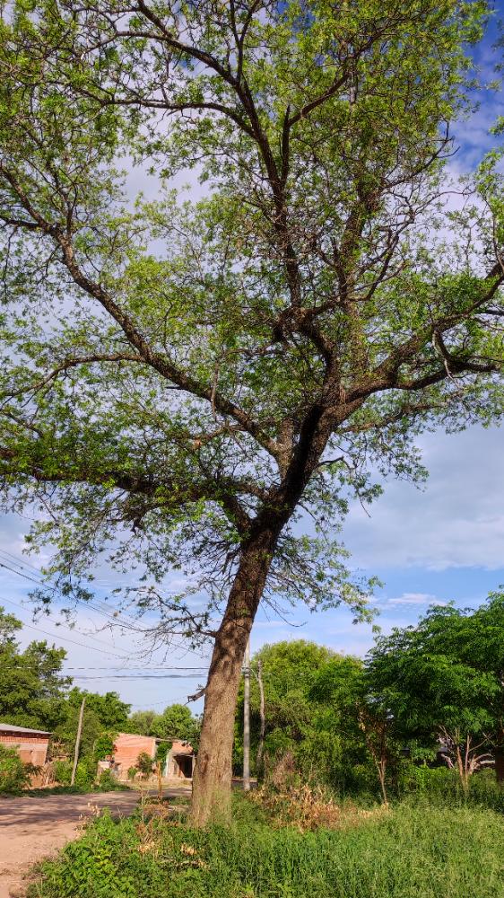Quebracho Colorado Servisur | Gota del Chaco