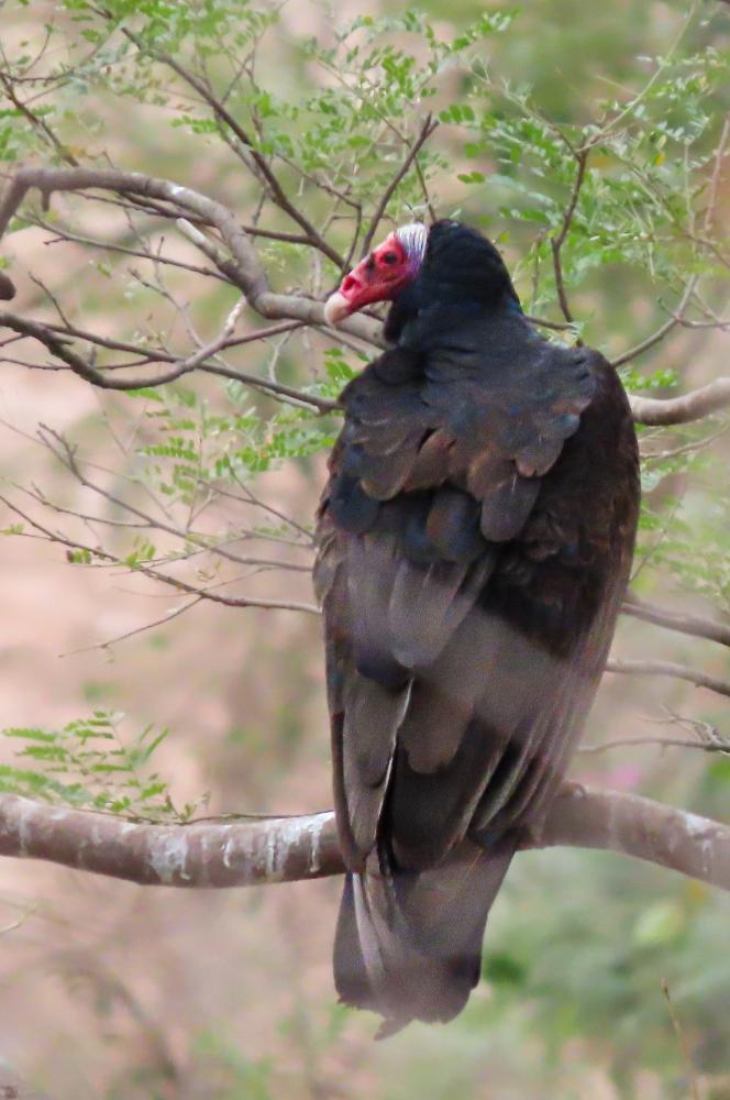 Palapala | Gota del Chaco