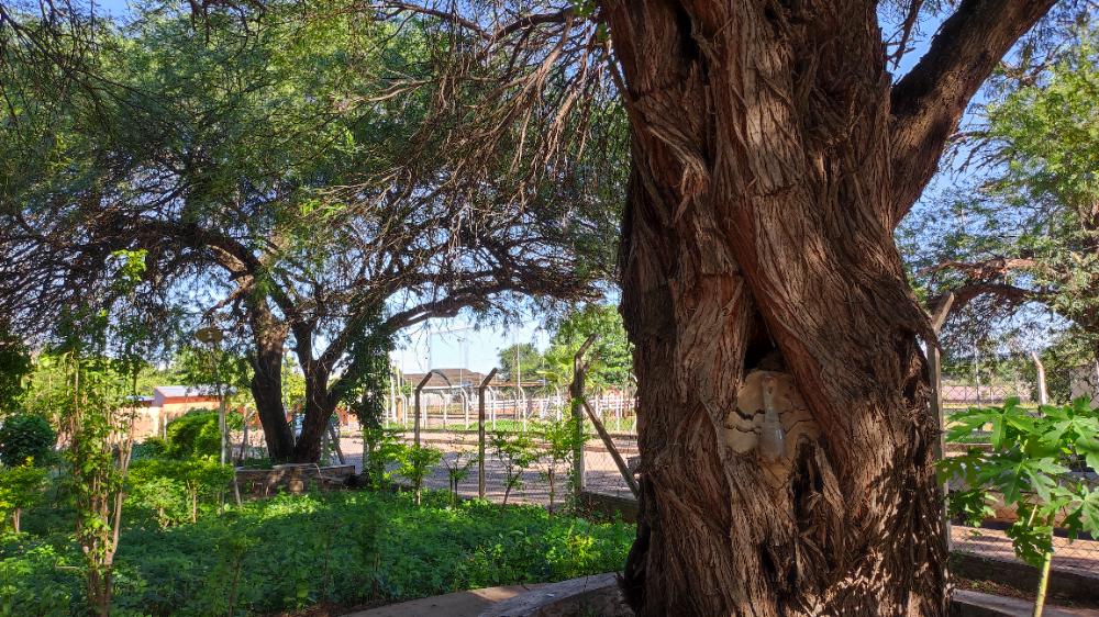 Algarrobo Mayor Cerpi | Gota del Chaco