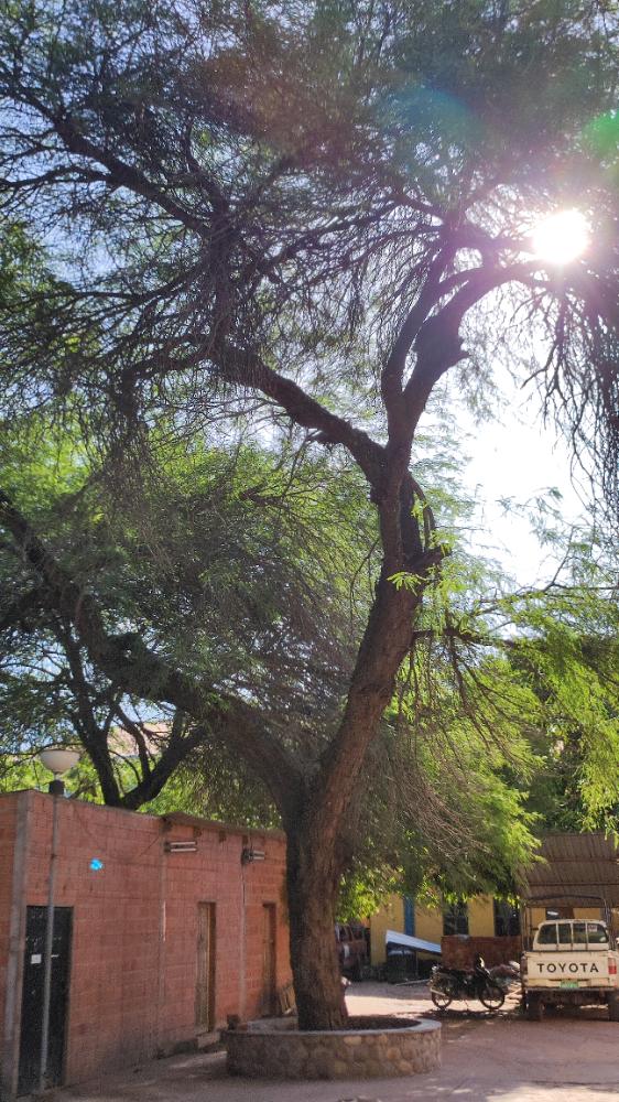 Algarrobo Mayor Cerpi | Gota del Chaco