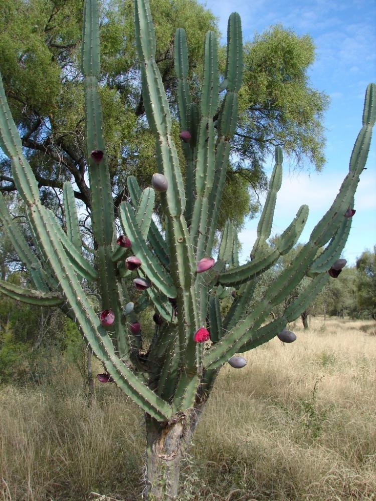 Ulala | Gota del Chaco