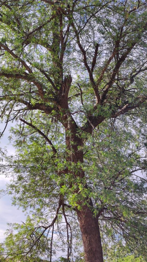 Quebracho Colorado Servisur | Gota del Chaco