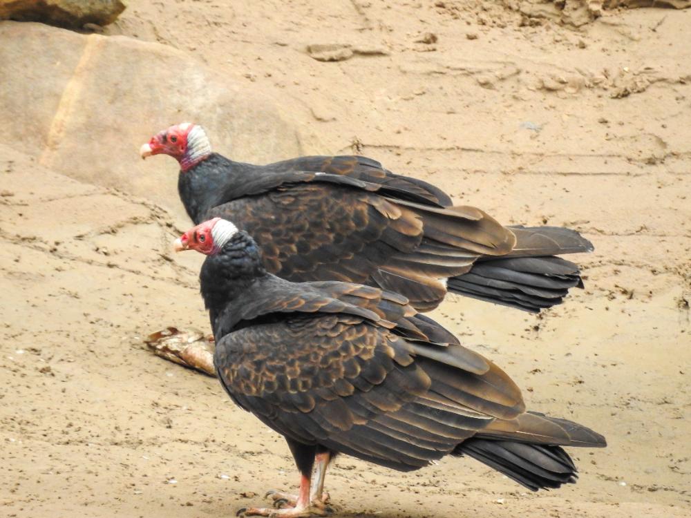Palapala | Gota del Chaco