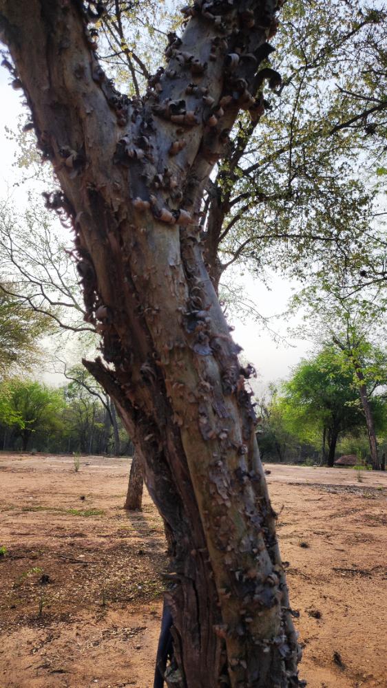 Duraznillo | Gota del Chaco