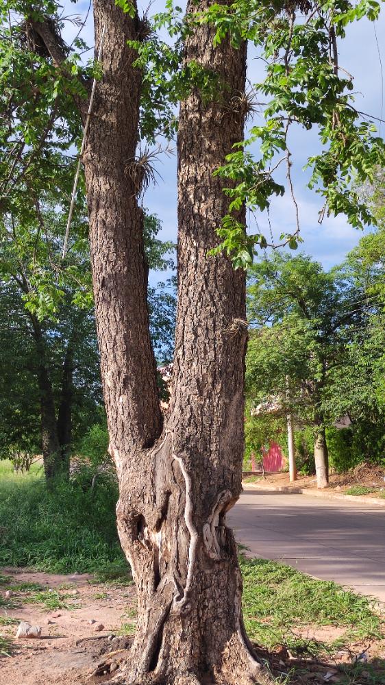 Palo Cuchi o Urundel Av. El Algarrobo | Gota del Chaco