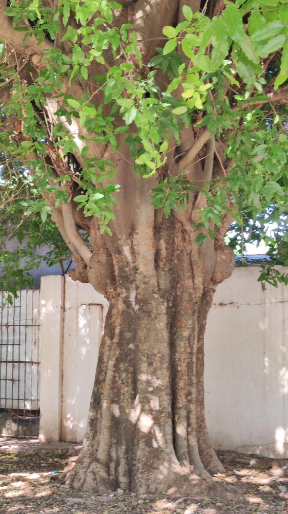 Motoyoe Flia. Plaza | Gota del Chaco