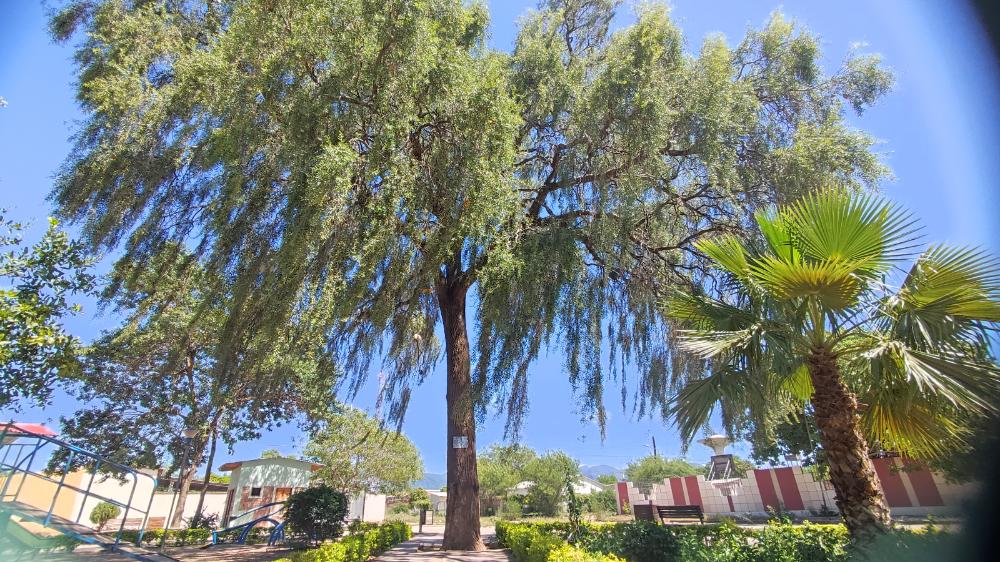 Quebracho Blanco Plaza Bilbao Rioja | Gota del Chaco