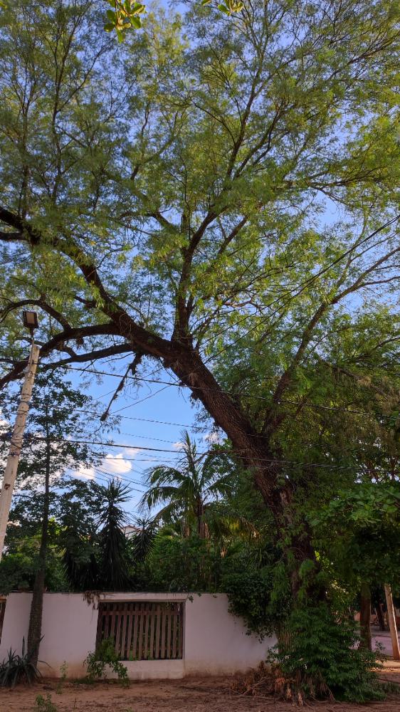 Quebracho colorado | Gota del Chaco