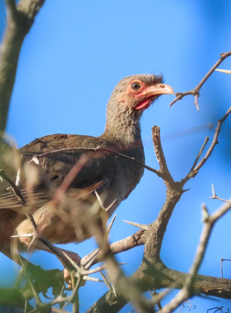 Charata | Gota del Chaco